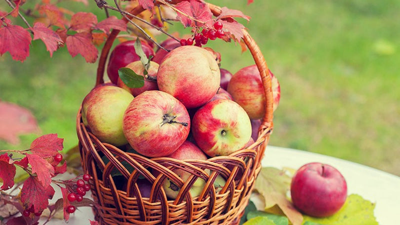 NOW IN SEASON: Enjoy classic fall fruits & vegetables | GOLO